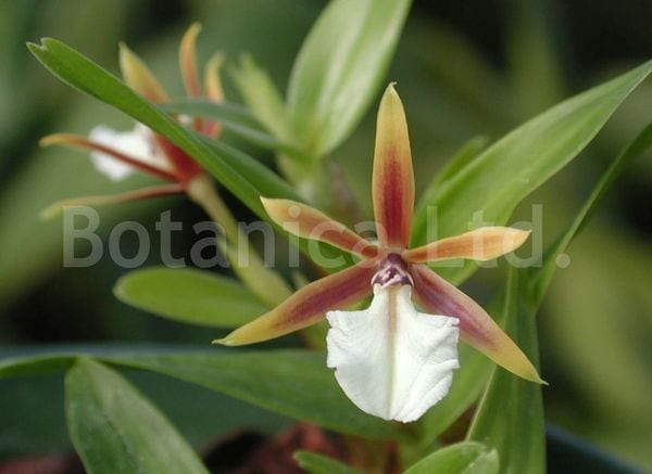 Dinema polybulbon - Botanica Ltd
